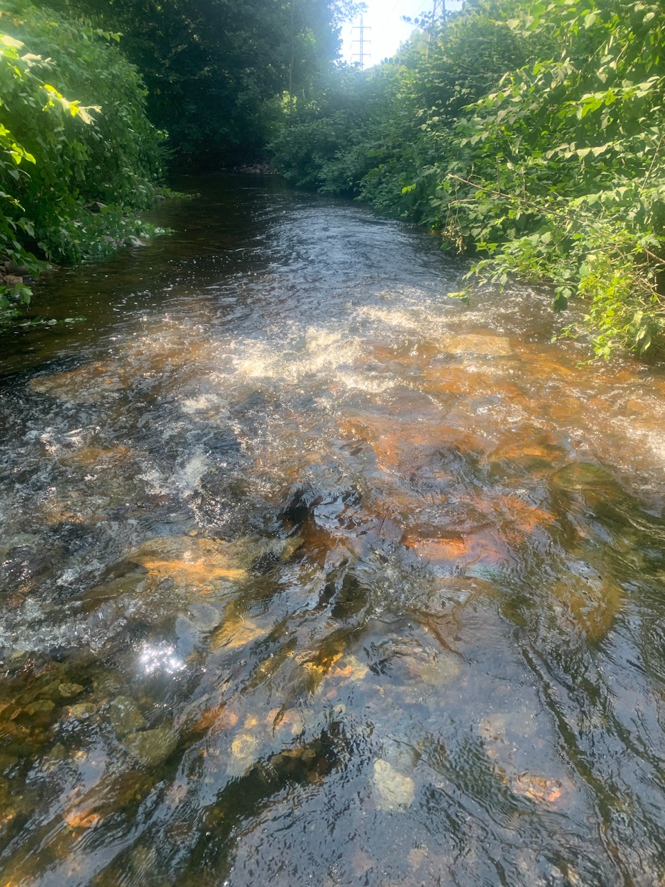 Norwalk River Restoration – Trout Scapes River Restoration LLC